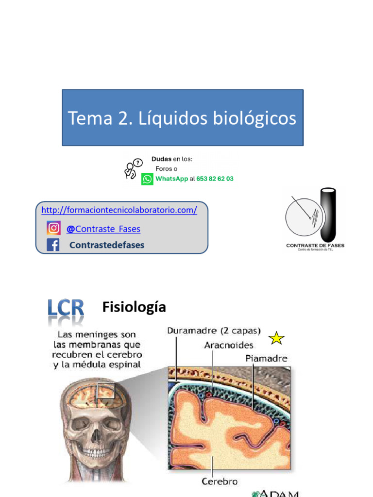 Tema 2 Líquidos Biológicos v3 | PDF | Fluido cerebroespinal | Medicina CLINICA