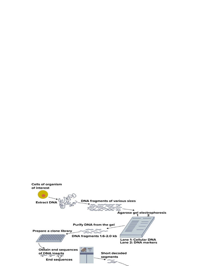 4 - 7 Genome Assembly To Annotation - Final | PDF | Open Reading Frame ...