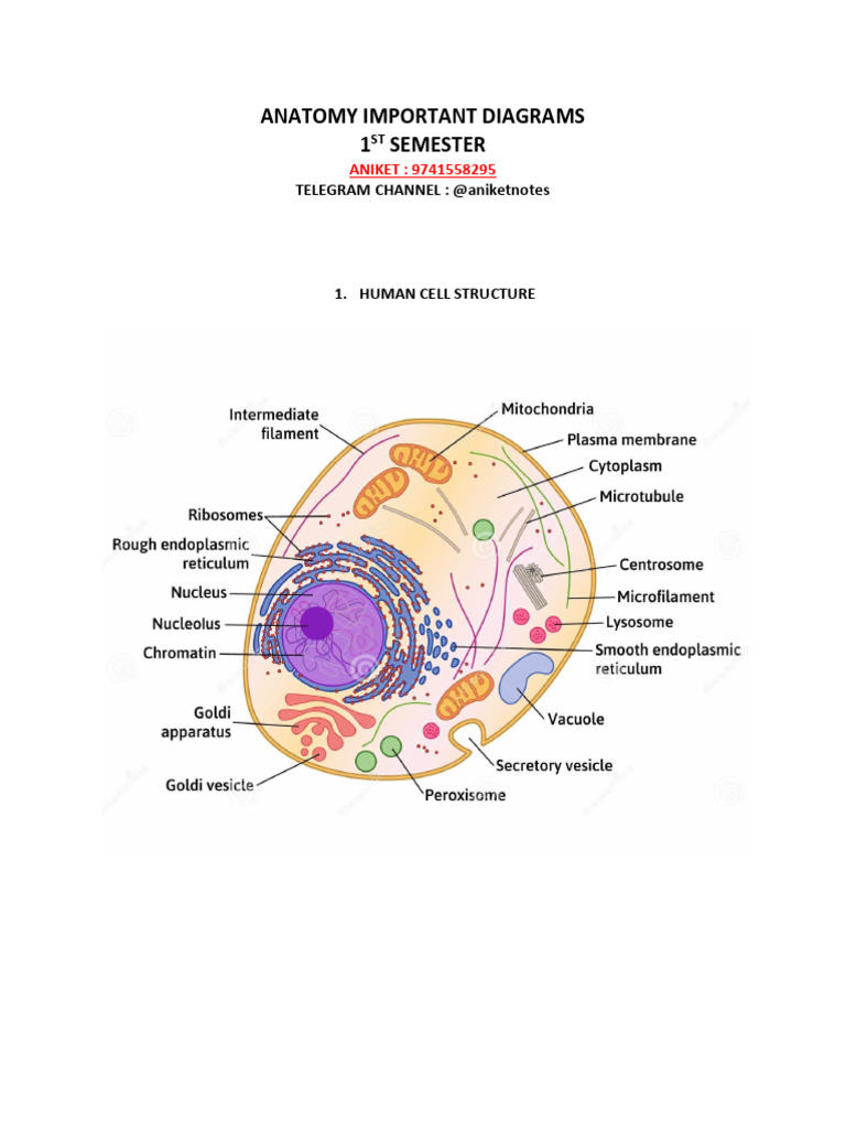 Anatomy Important Diagrams 1ST Sem | PDF