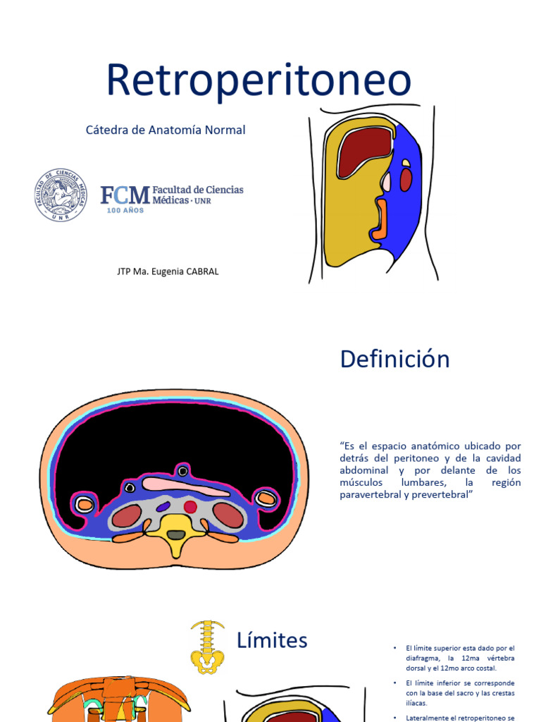 Retroperitoneo Esquemas | PDF | Abdomen