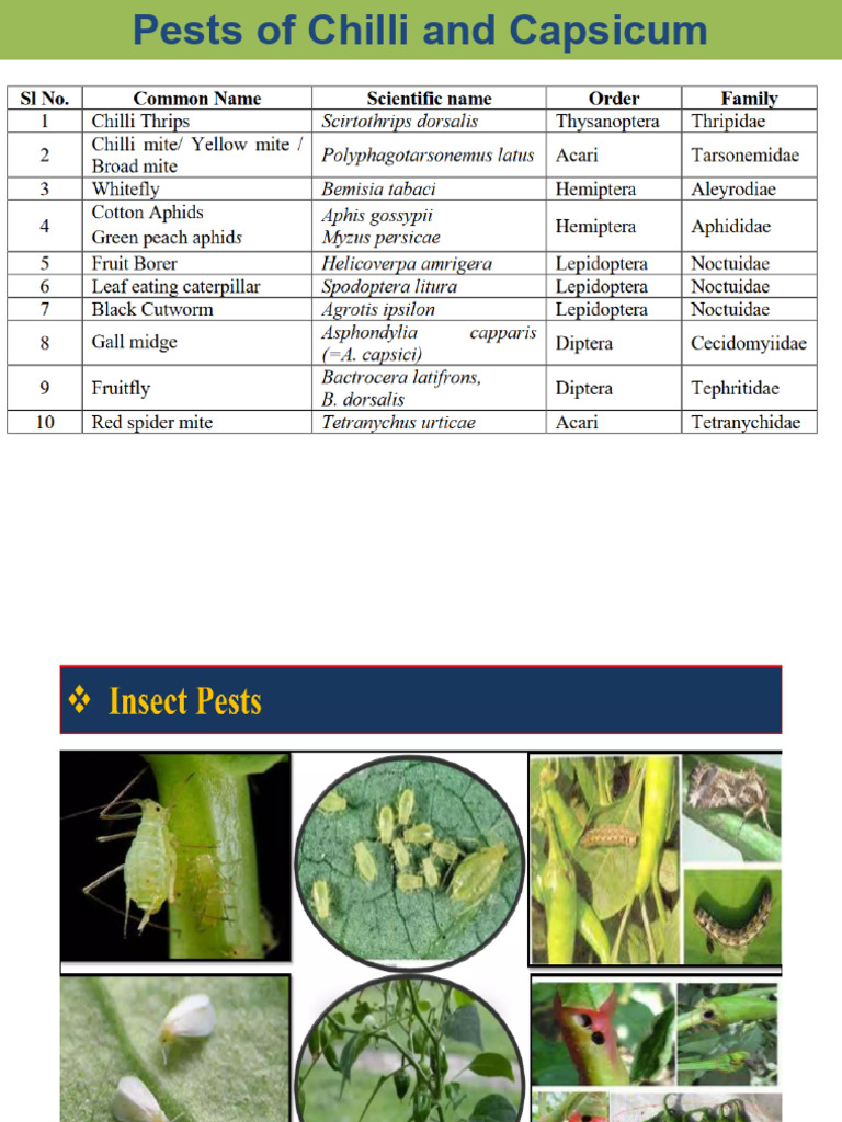Chilli & Capsicum Pest Management | PDF | Insects