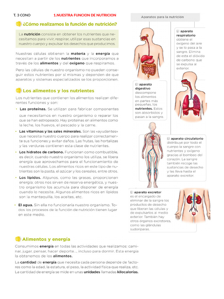 Funcion de Nutricion | PDF | Crecimiento personal y profesional | Salud ...