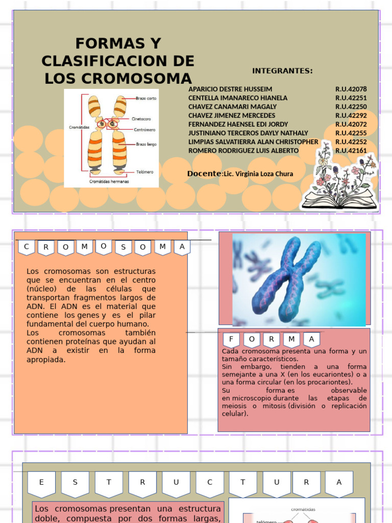 Forma y Clasificacion de Los Cromosomas | PDF | Cromosoma | Biotecnología
