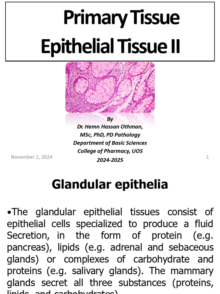 Lec-3, Epithelial Tissue II | PDF | Glands | Exocrine System