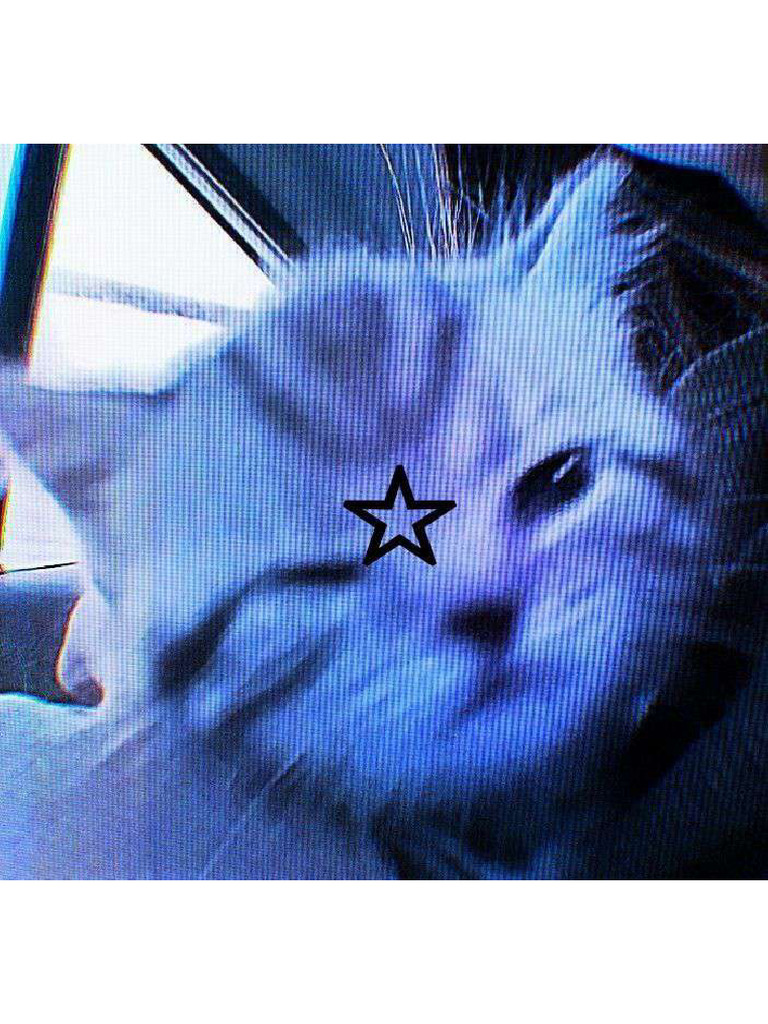 Cat-Tastic Moments - Silly Cat Profile Pic Inspirations - PFP Cat Cat Icon Cat PFP Cat Aesthetic ...