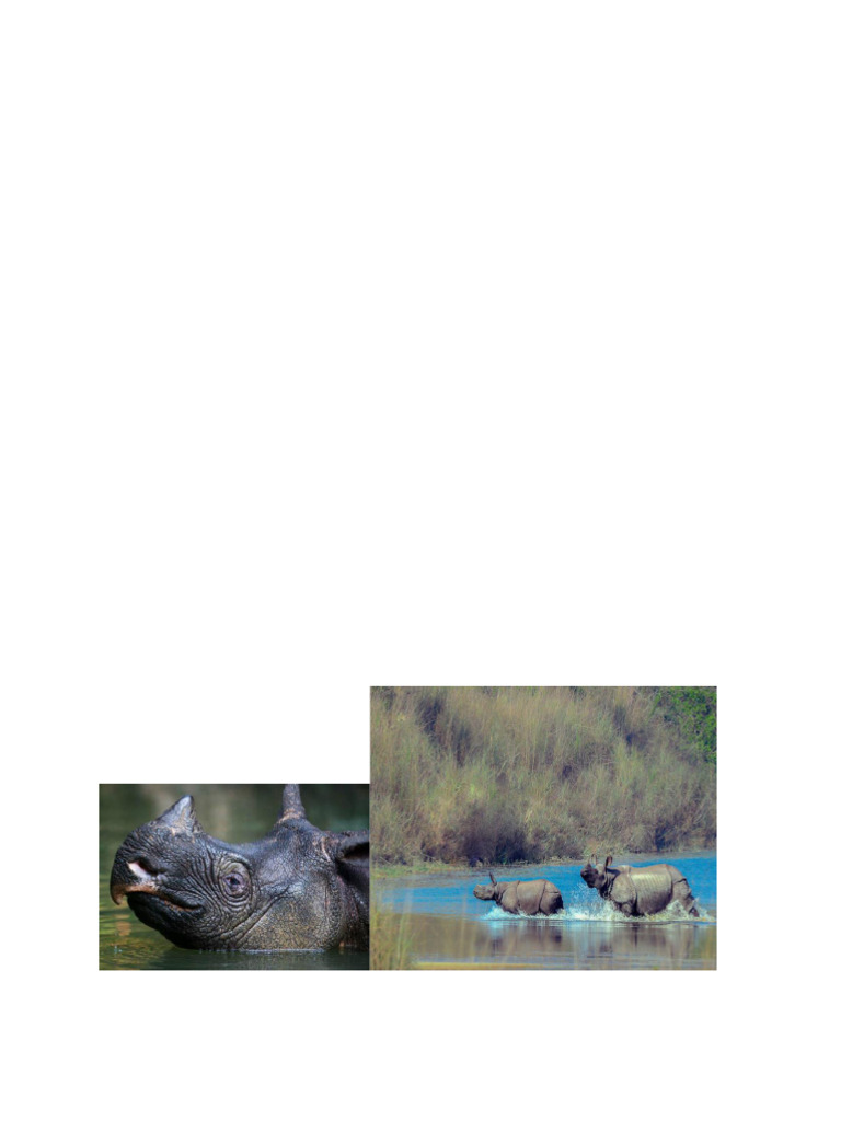 Javan Rhino | PDF