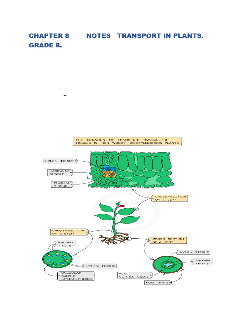 biology ch.8 notes | PDF | Leaf | Root