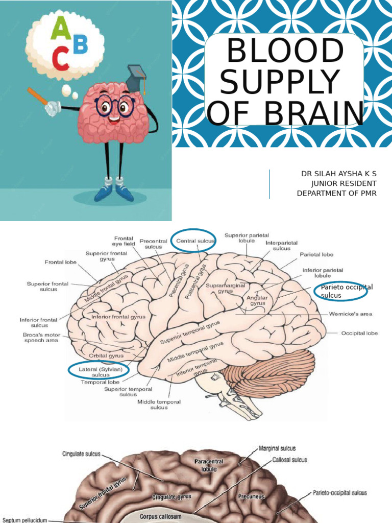 Blood Supply of Brain | PDF | Parietal Lobe | Vein