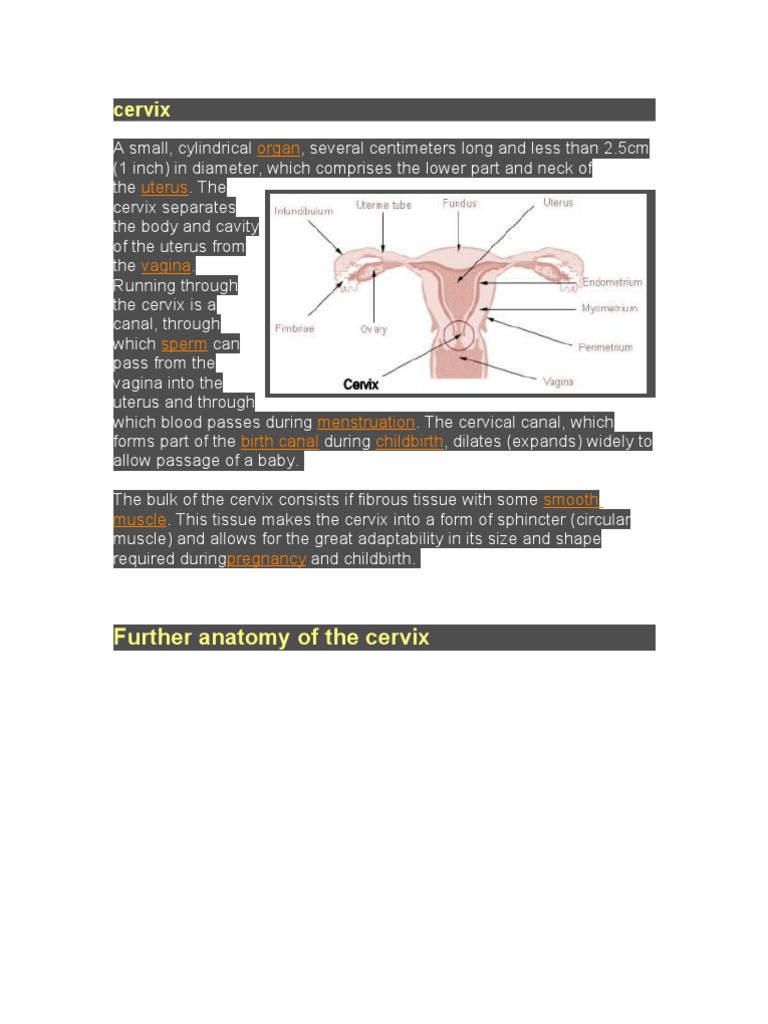 Cervix Anatomy | PDF
