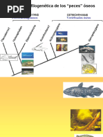 Características de los Sarcopterigios | PDF | Pescado | Vertebrados ...