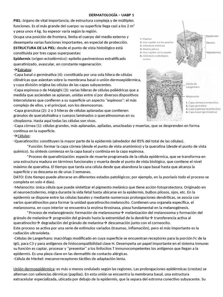 Estructura y Funciones de La Piel | PDF | Piel | Órgano (anatomía)