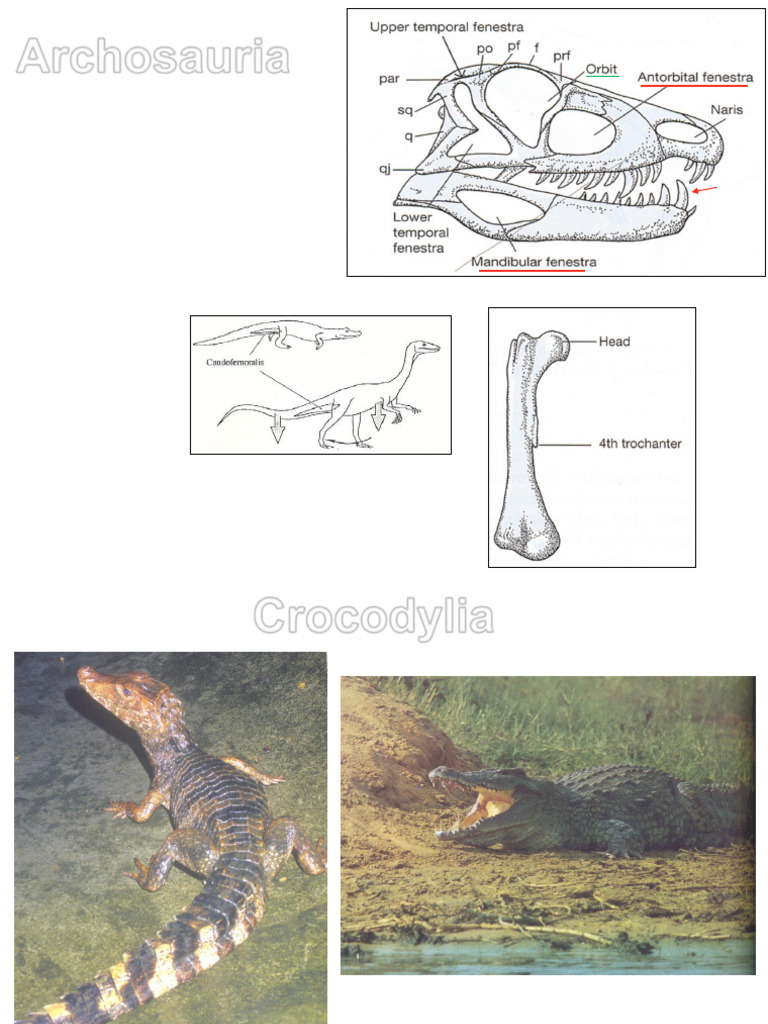 Crocodylia | PDF | Pulmón | Abdomen