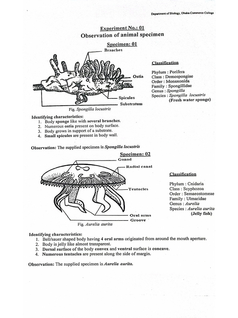 Zoology Practical 1 | PDF