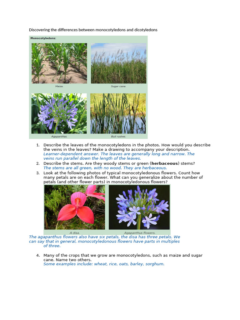 Grade 7 Bio Biodiversity Worksheet 4-Ans | PDF | Leaf | Flowers