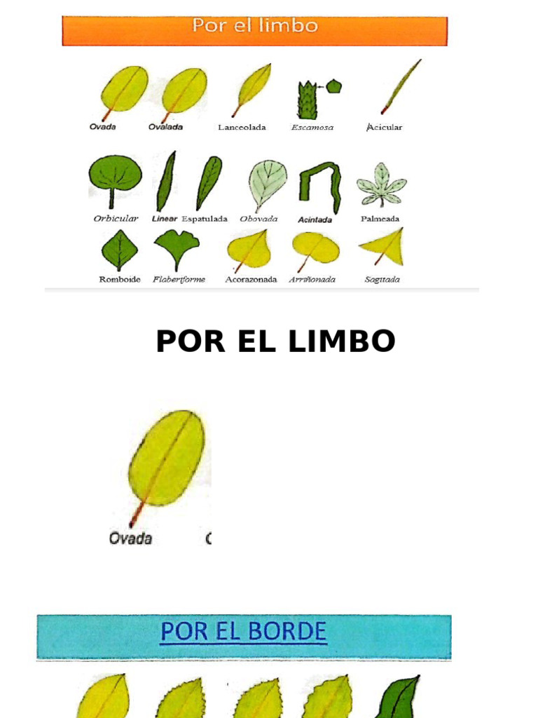 Hojas Practica | PDF