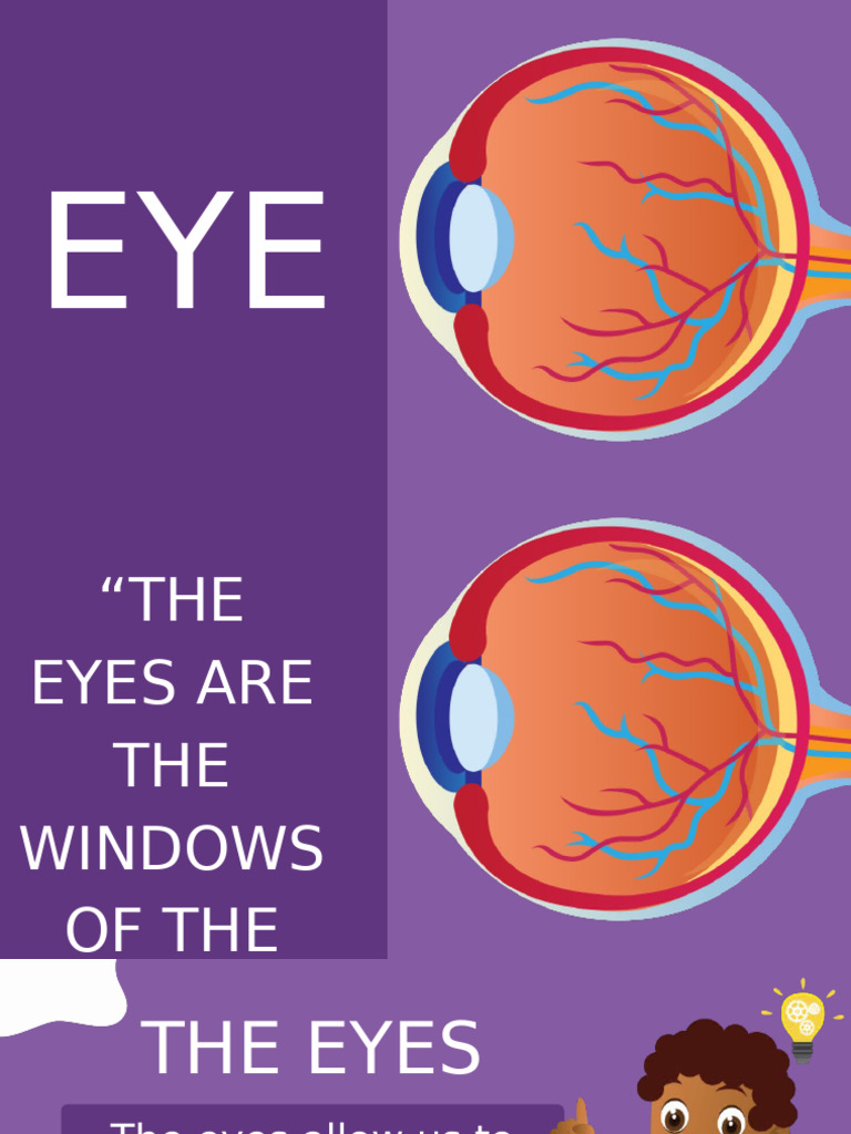 Anatomy and Functions of the Eye | PDF | Eye | Cornea