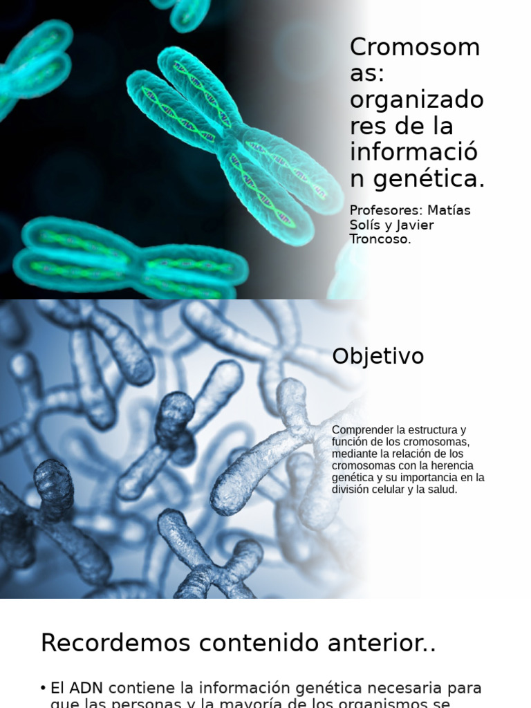 Cromosomas: Estructura y Función Genética | PDF | Ciencias sociales ...