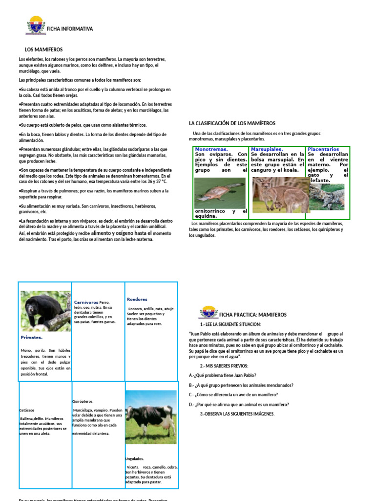 Ficha Informativ4 Mamiferos | PDF | Mamíferos | Marsupiales