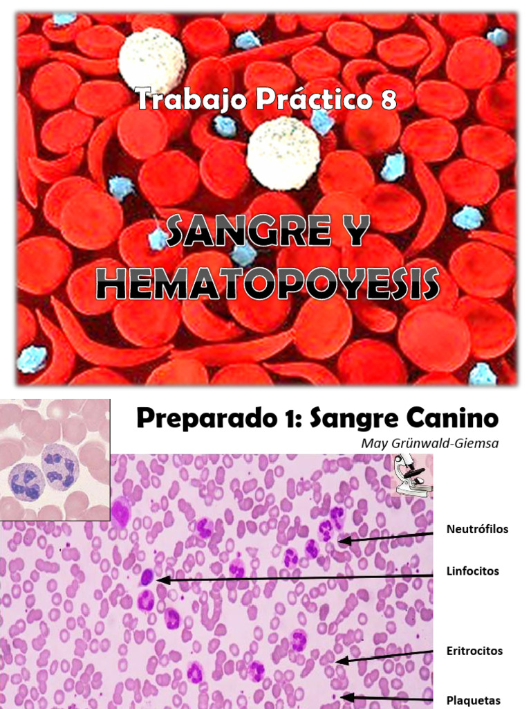 Análisis Hematológico Multiespecie | PDF