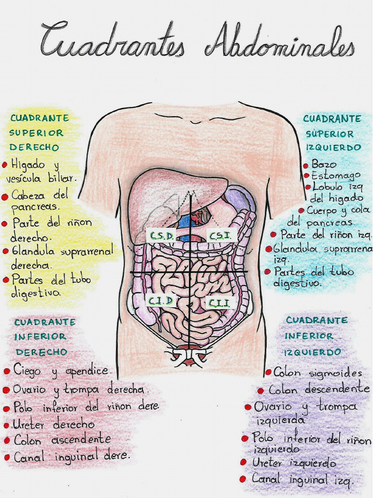 Cuadrantes y Regiones Abdominales | PDF
