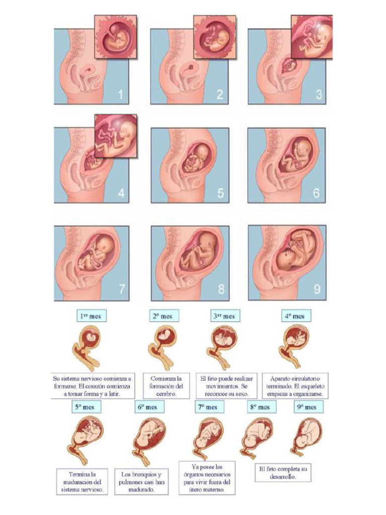 Fases Del Embarazo | PDF