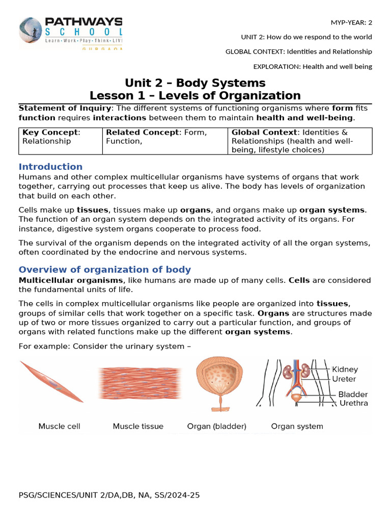Unit 2 - Handout - Levels of Organisation | PDF | Tissue (Biology ...