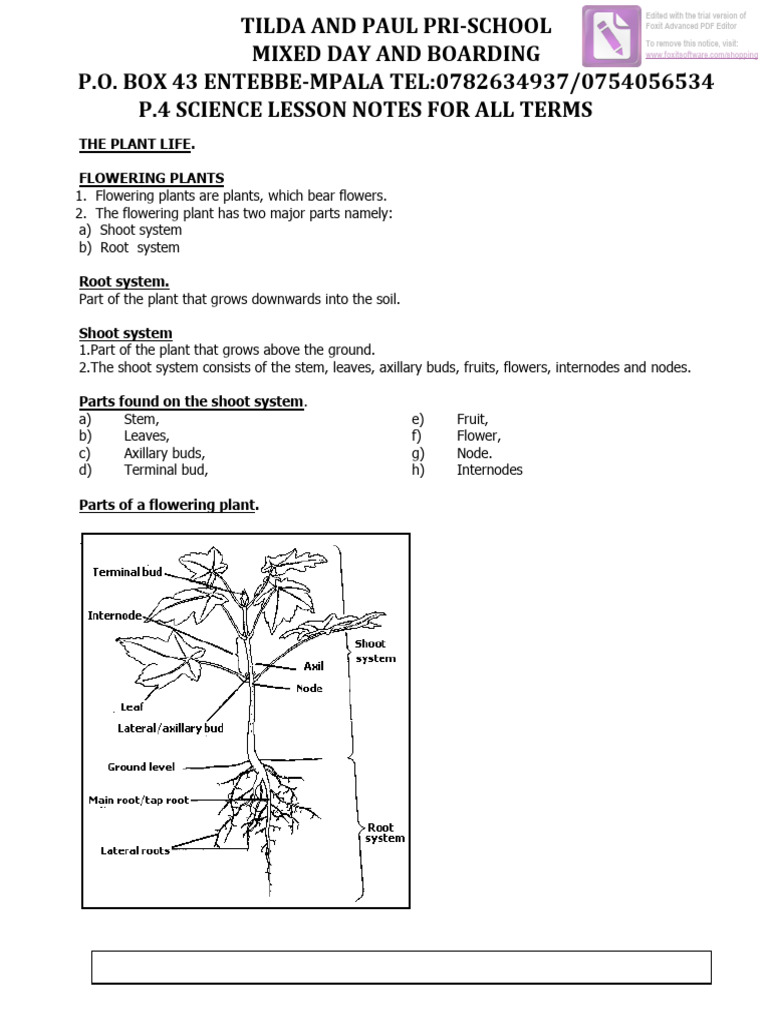 P.4 Science Lesson Notes For All Terms | PDF | Seed | Leaf