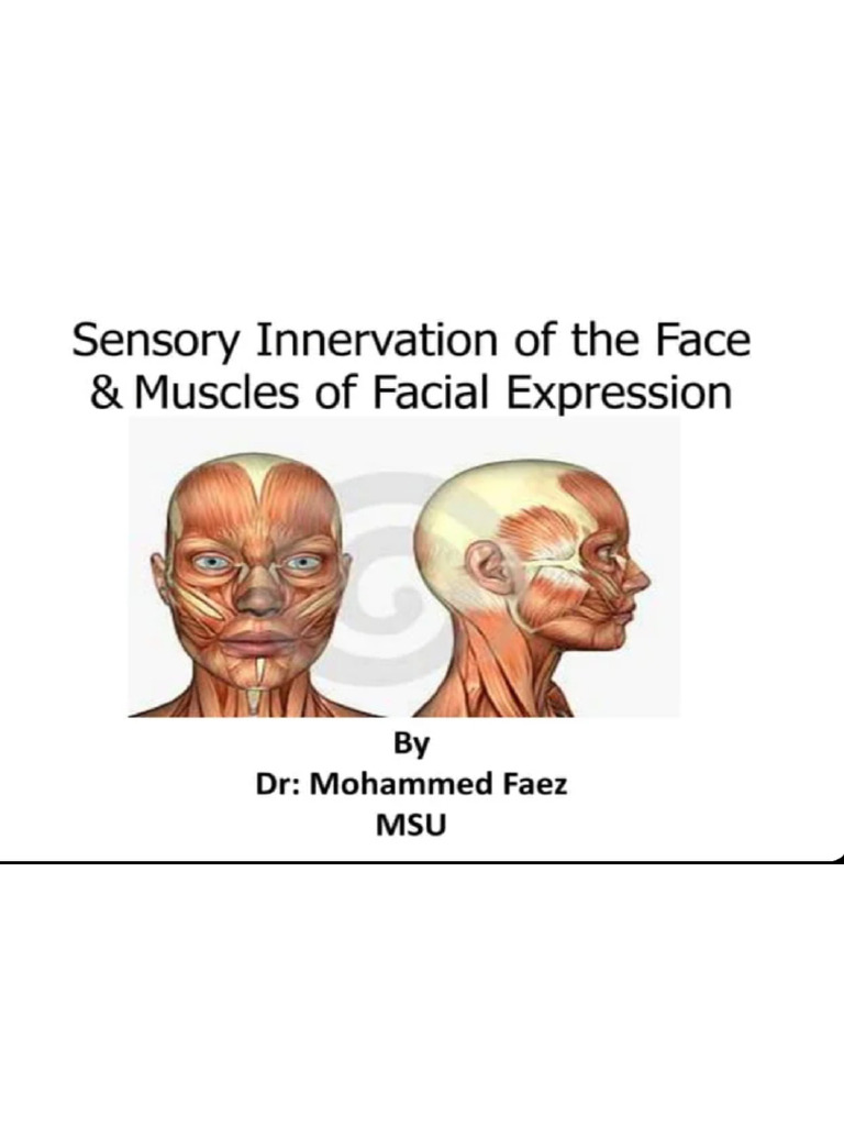 Anatomy Sensory Innovations of Face & Muscles of Facial Expressions | PDF