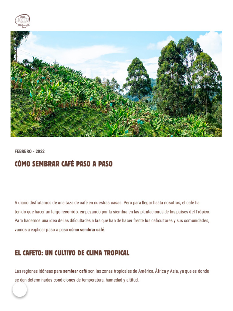 Cómo Sembrar Café Paso A Paso - Bonka | PDF | café | Siembra