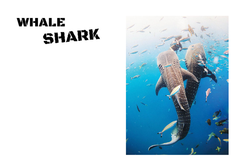 Whale Shark | PDF