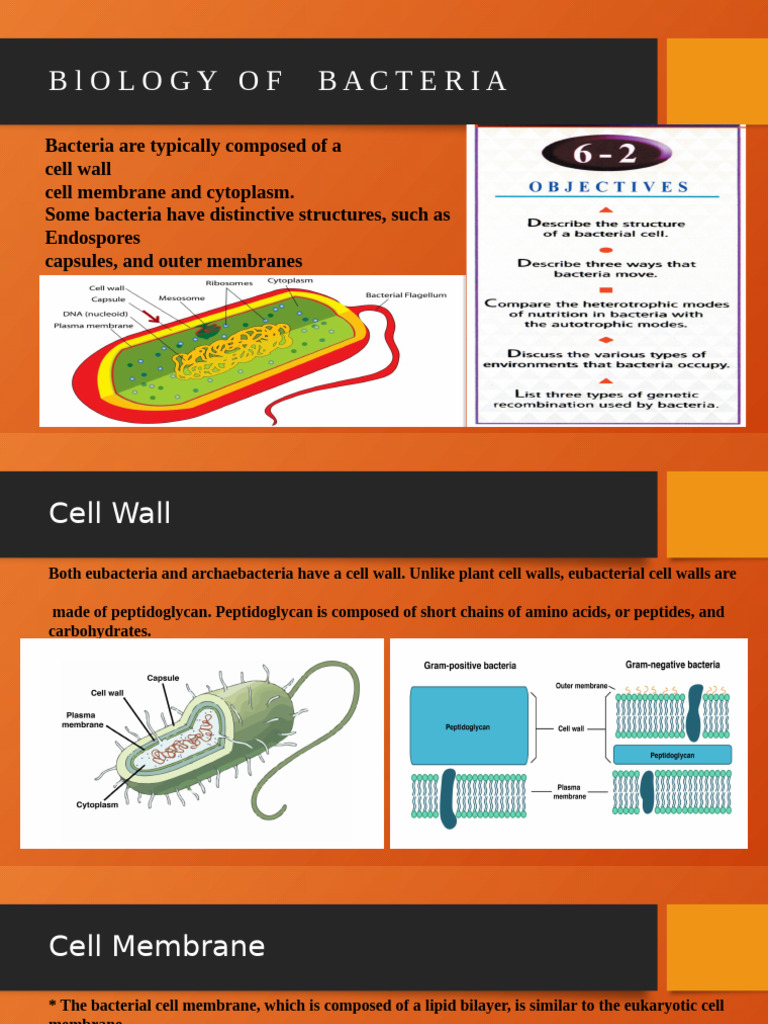 Bacterial Structure and Function Overview | PDF | Bacteria | Cell (Biology)