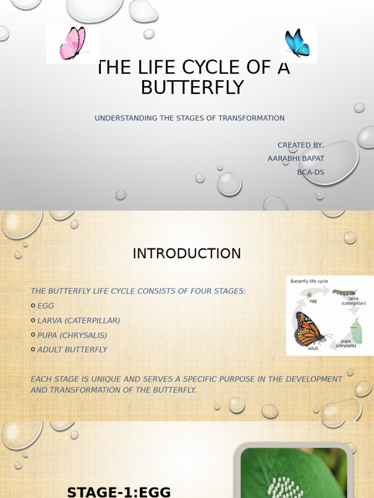 The Life Cycle of A Butterfly | PDF