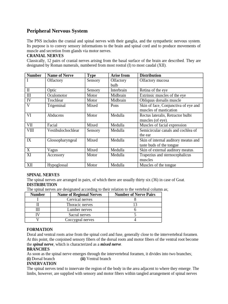 5 - Lecture Peripheral Nervous System | PDF | Human Leg | Limbs (Anatomy)