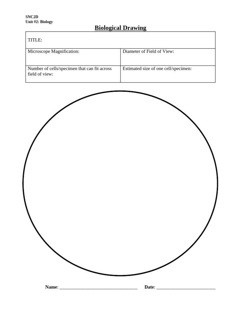 Biological Drawing | PDF | Science & Mathematics