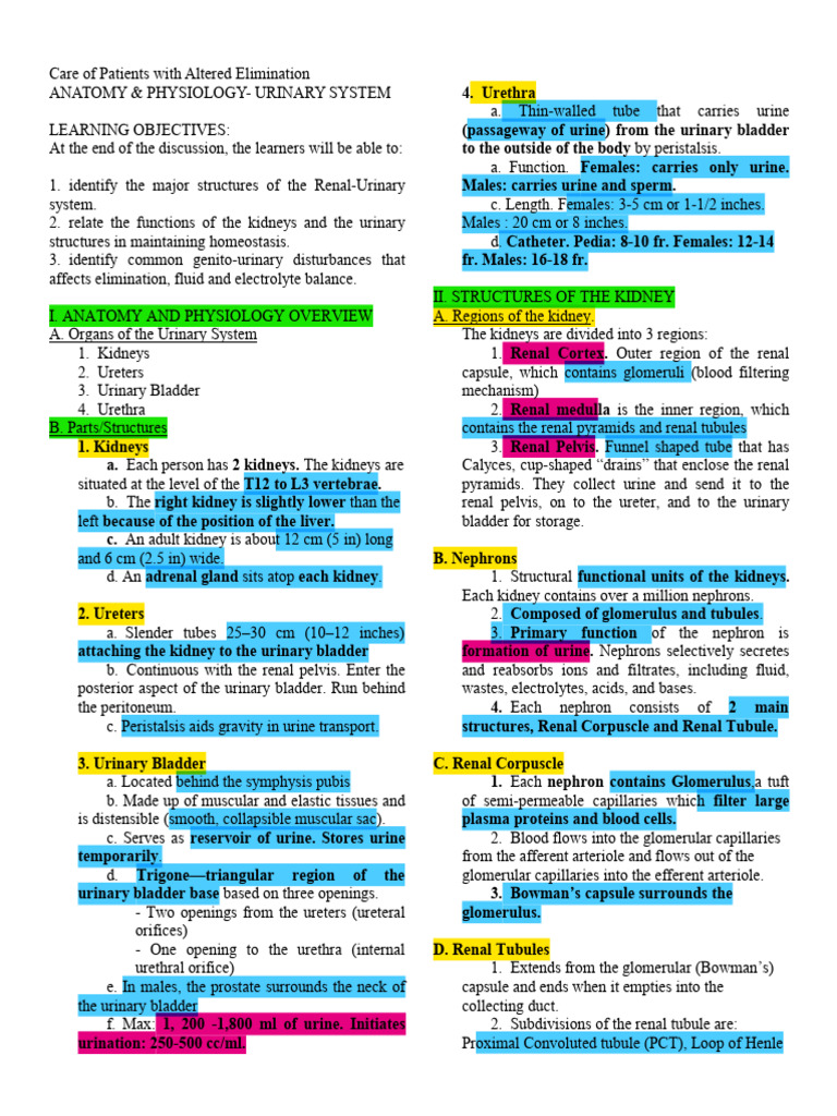 Anatomy Physiology Renal System OUTLINE | PDF | Kidney | Urinary System