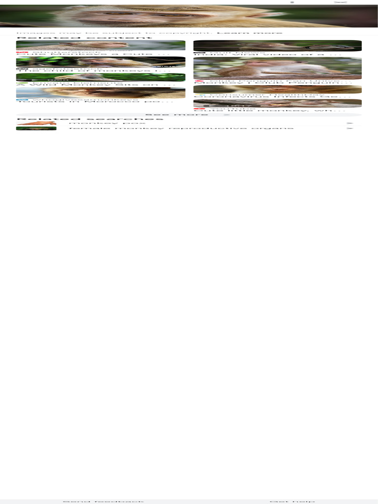 Monkey - Google Search | PDF