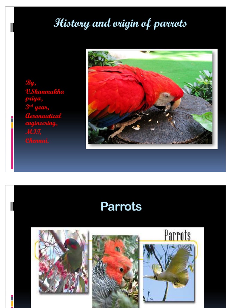Parrot Origins and Evolution | PDF | Parrot | Birds