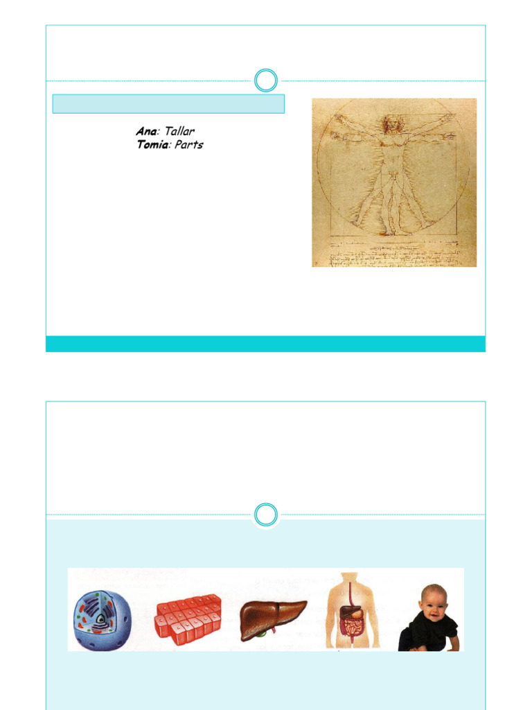 Nivells D'organització. Cèl Lules | PDF