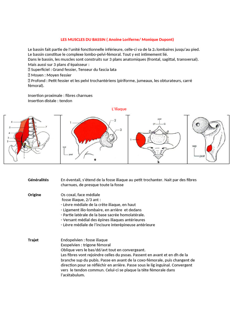 Anatomie des muscles du bassin | PDF | Tissu mou | Anatomie humaine