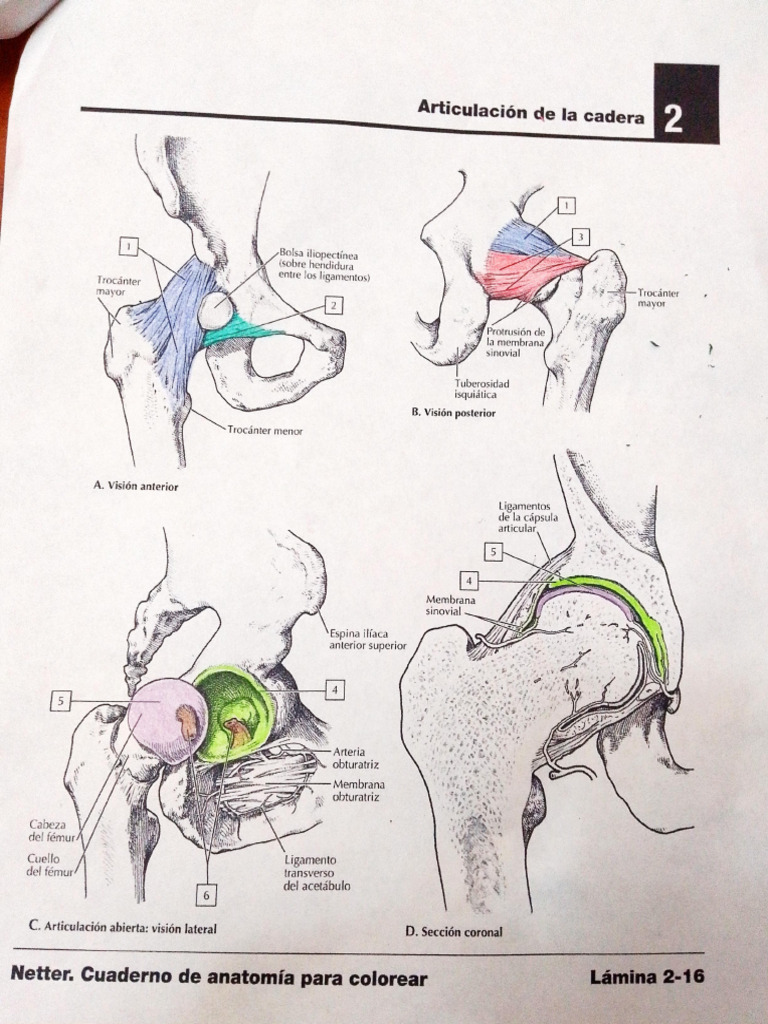 Netter para Colorear | PDF