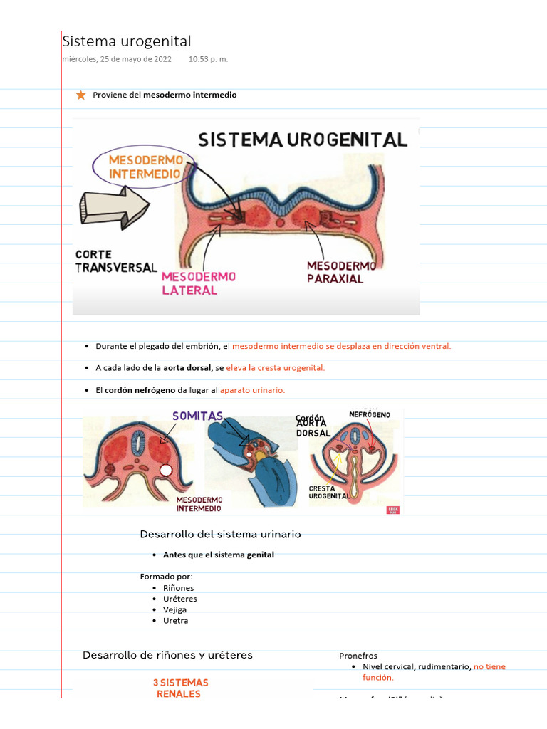 Sistema Urogenital | PDF