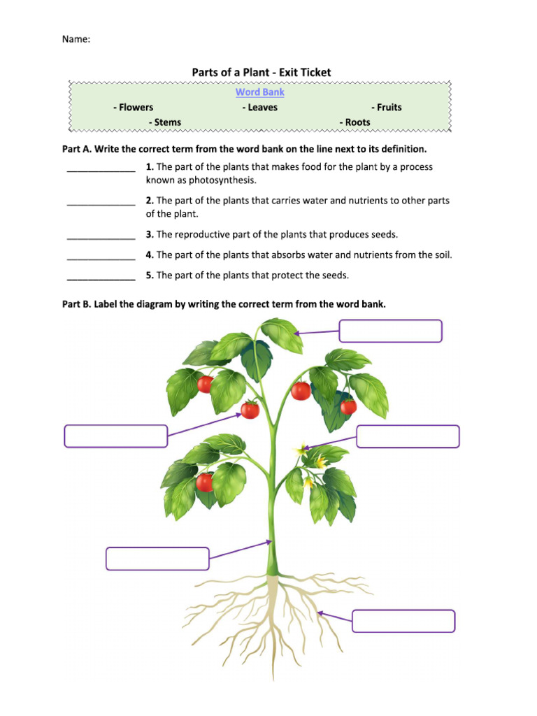 G5 Plant Parts Assignment | PDF