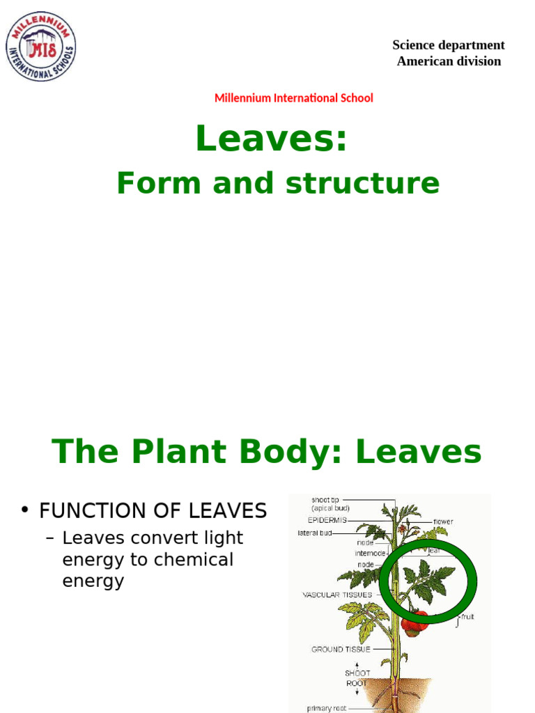 Leaf Structure | PDF | Leaf | Stoma