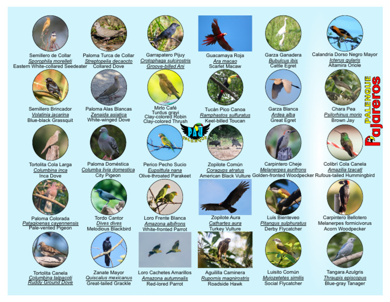 Aves Comunes de Palenque | PDF | Holarctic Birds | Ornithology