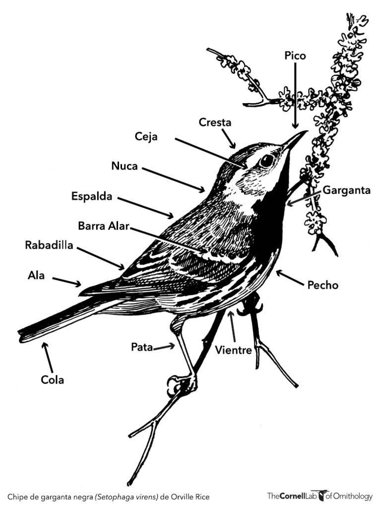 Partes Del Cuerpo de Las Aves | PDF