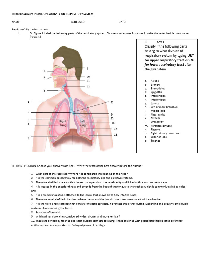 Activity: Respiratory System | PDF | Respiratory Tract | Thorax