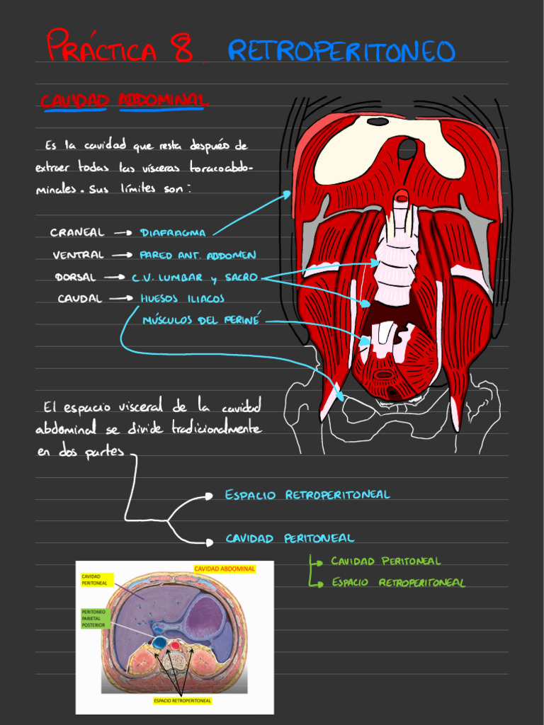 Anatomía del Espacio Retroperitoneal | PDF | Riñón | Peritoneo