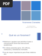 Forámenes del Cráneo y su Anatomía | PDF | Cráneo | Anatomía