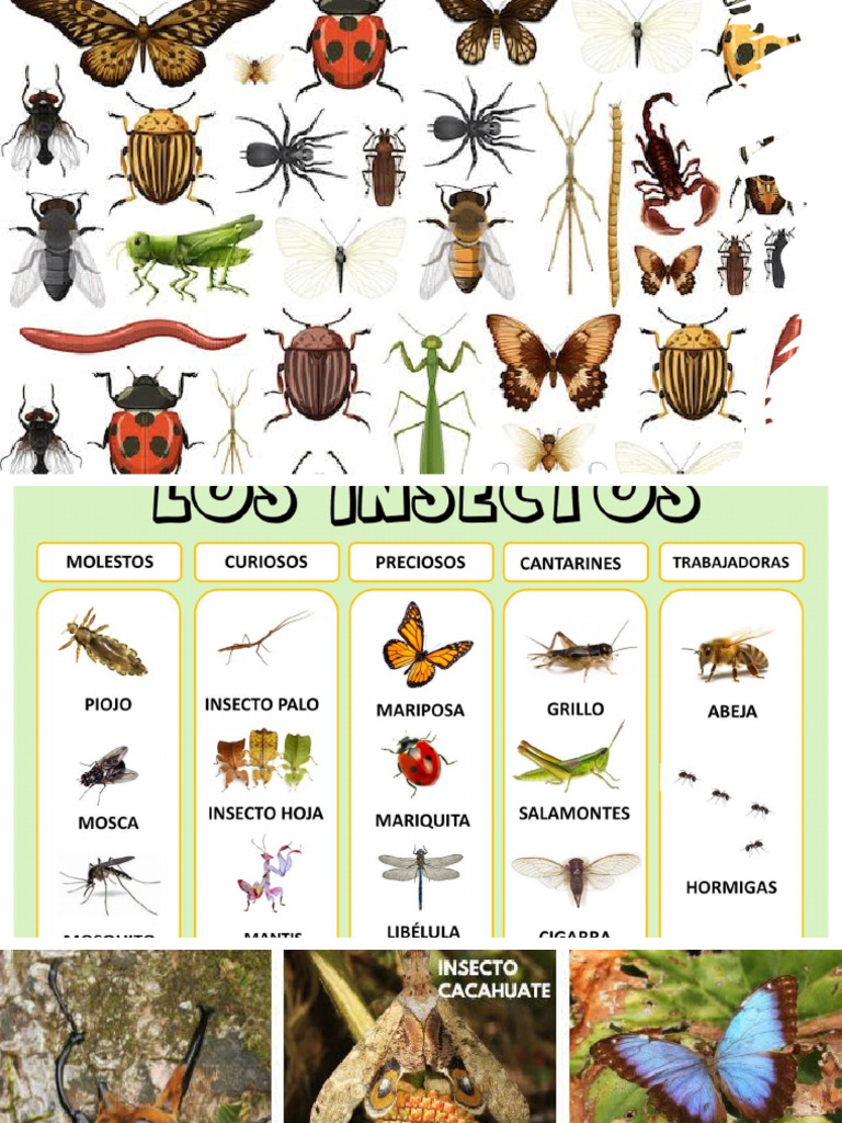 Insecto S | PDF