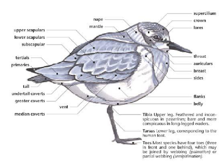 Anatomia Aves 004 | PDF